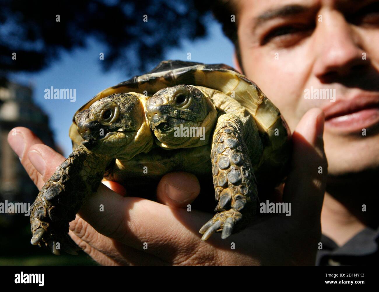 Two headed turtle hi-res stock photography and images - Alamy
