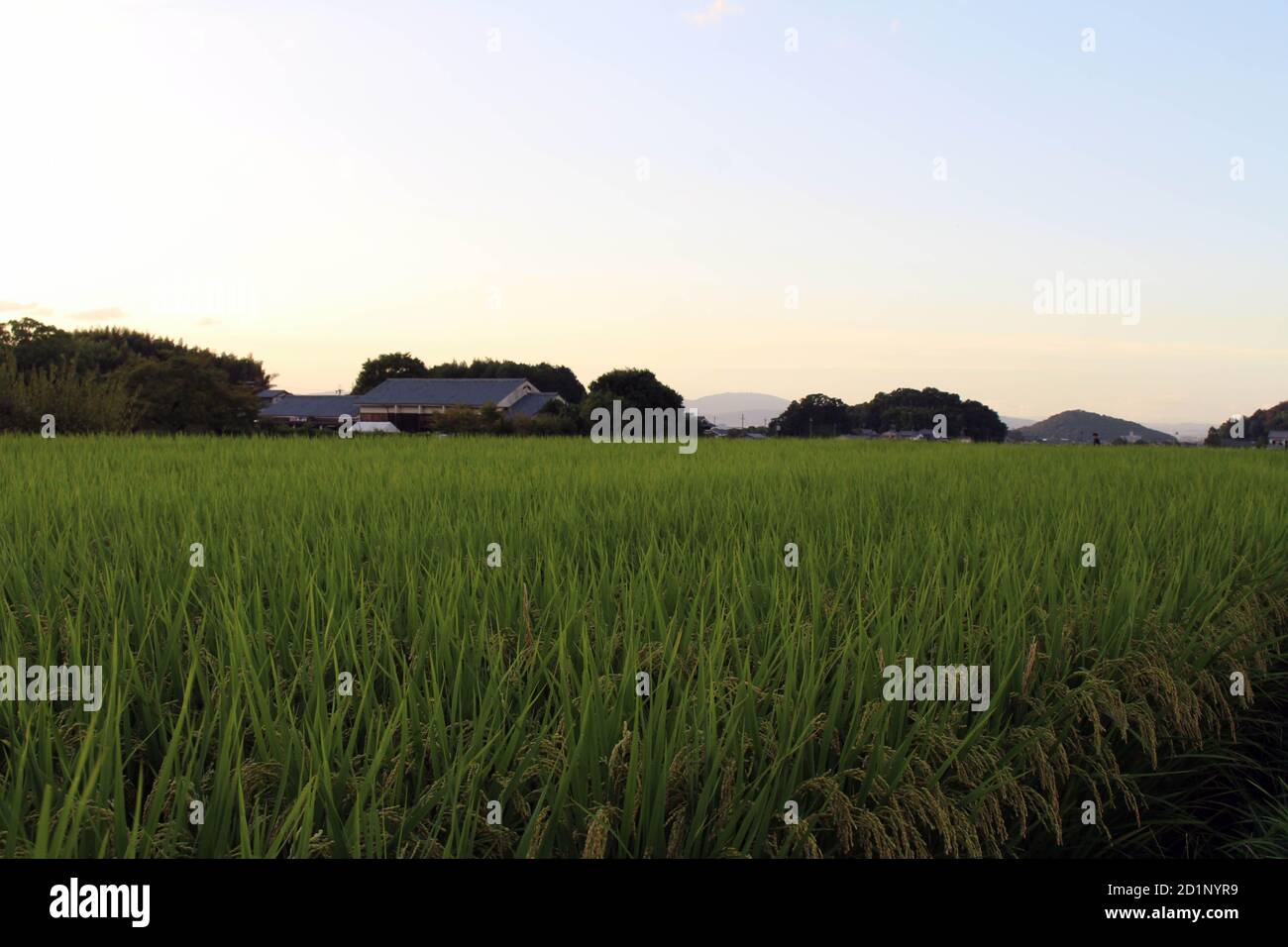 Empty road in the middle of green paddy field in Asuka, Nara. Taken in ...