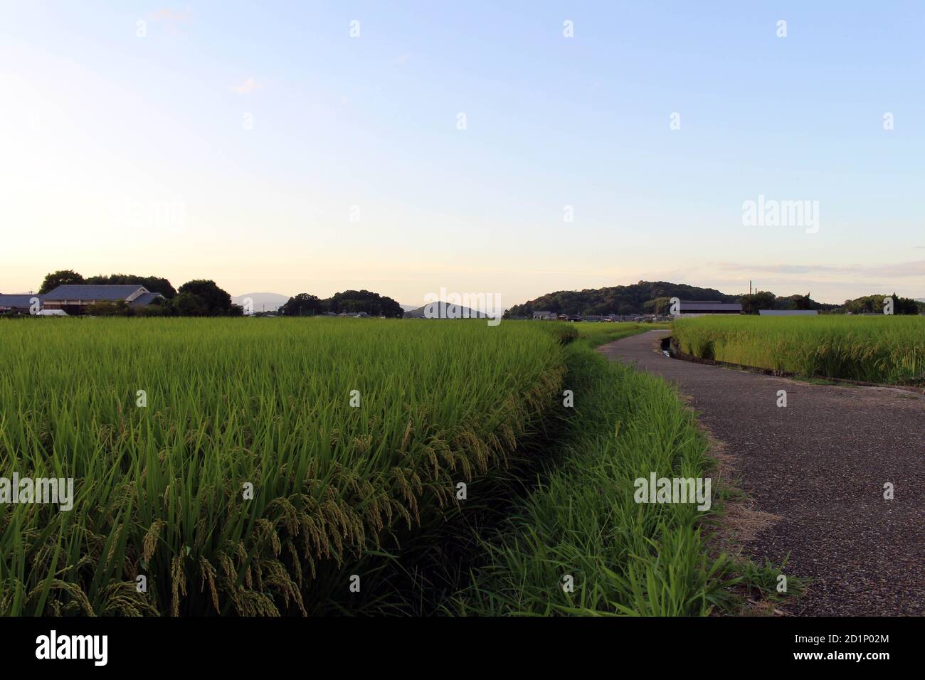 Empty path and green paddy field in Asuka, Nara. Taken in September ...