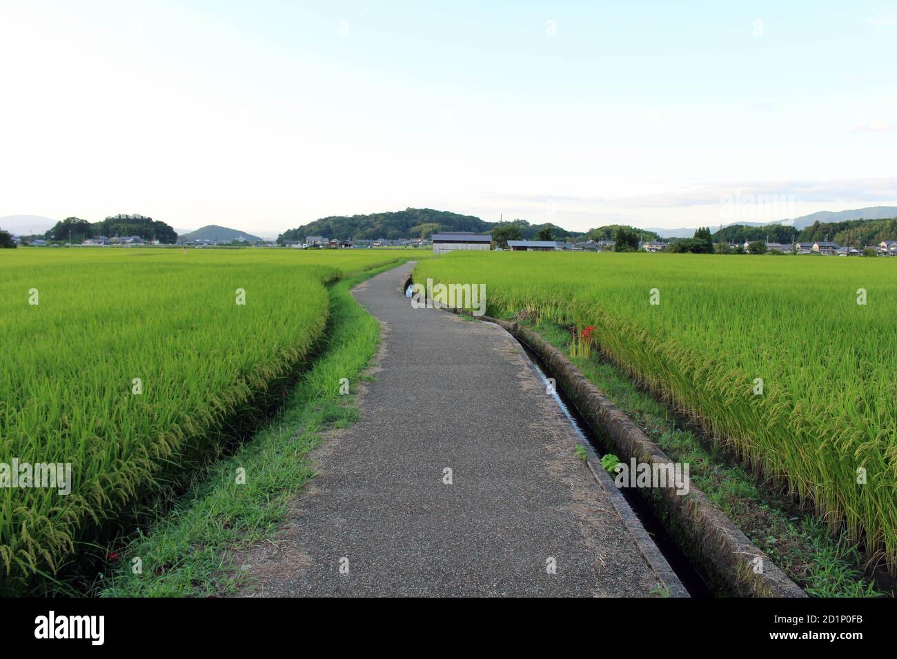 Empty path and green paddy field in Asuka, Nara. Taken in September ...