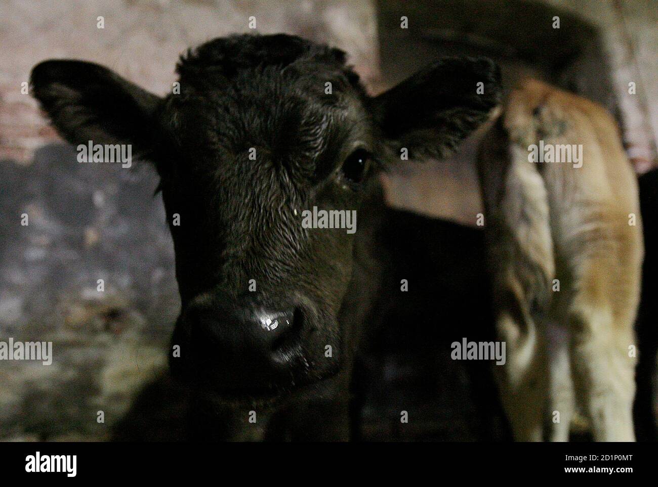 Wagyu Cow High Resolution Stock Photography and Images - Alamy