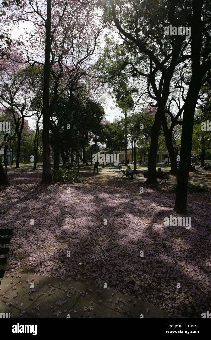 Lapacho Trees High Resolution Stock Photography and Images - Alamy