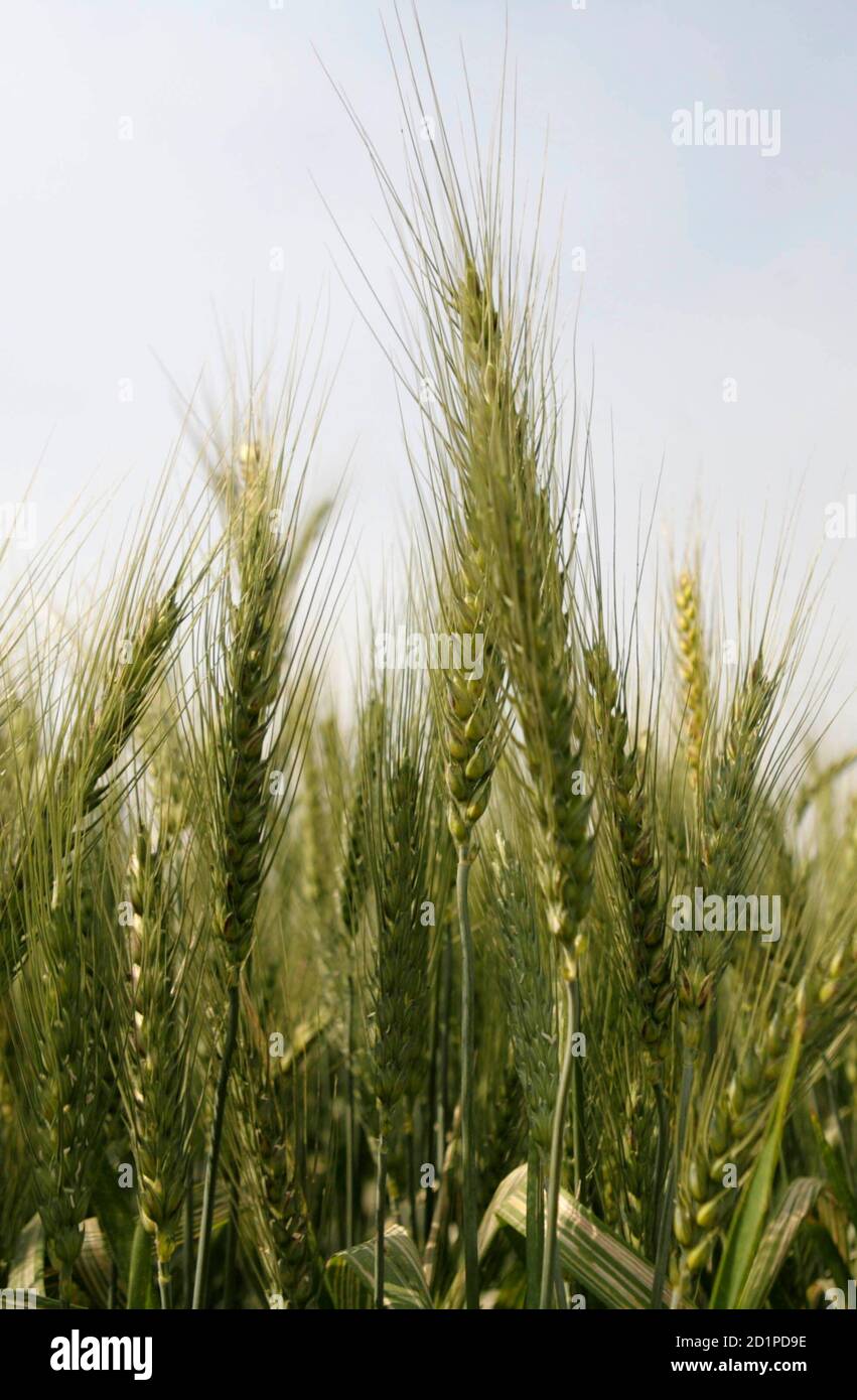 Egypt wheat field nile hi-res stock photography and images - Alamy