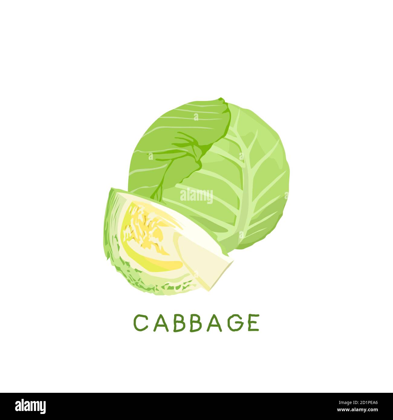 Fresh vegetable Cabbage isolated vector illustration Stock Vector Image ...