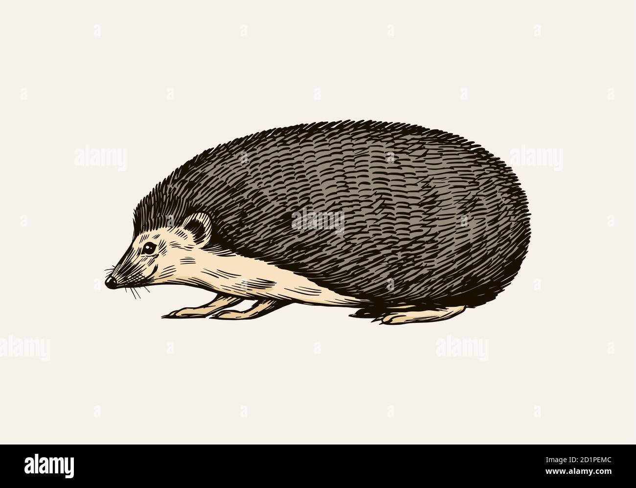 Hedgehog or Spiny forest animal. Prickly creature. Side view. Vector ...