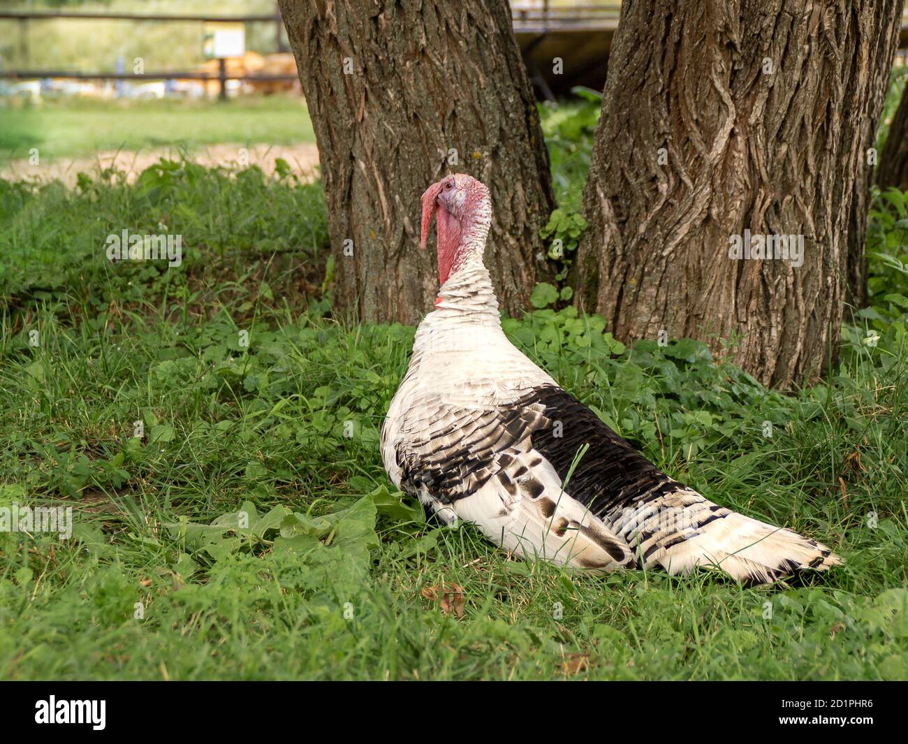 Female turkey with beard hi-res stock photography and images - Alamy