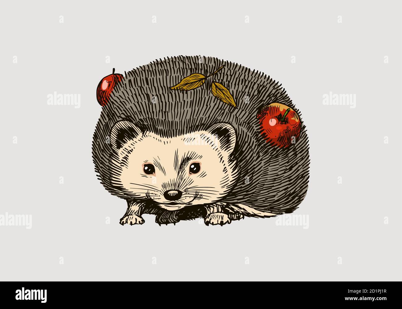 Hedgehog with apples. Spiny forest animal. Prickly creature. Vector ...