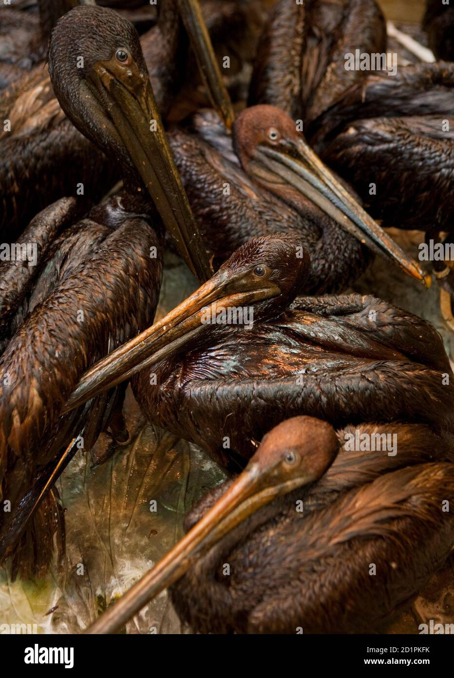 Gulf oil spill animals hi-res stock photography and images - Alamy
