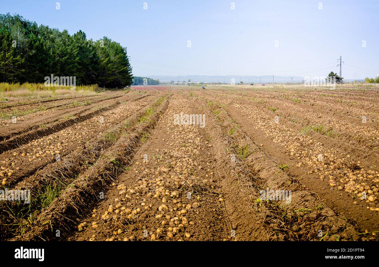 The harvest of potatoes. Large potato fields with excavated tubers ...