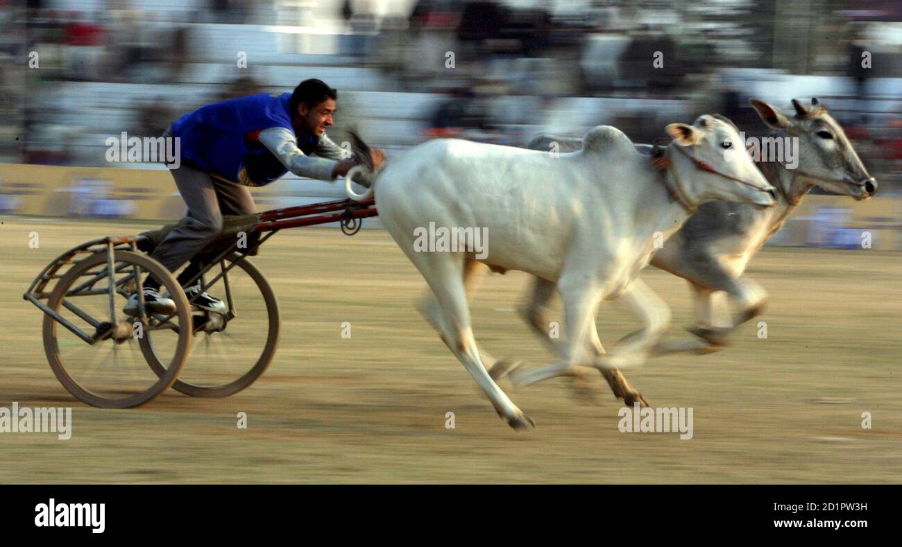 Indian Bullock Cart Race High Resolution Stock Photography and Images ...