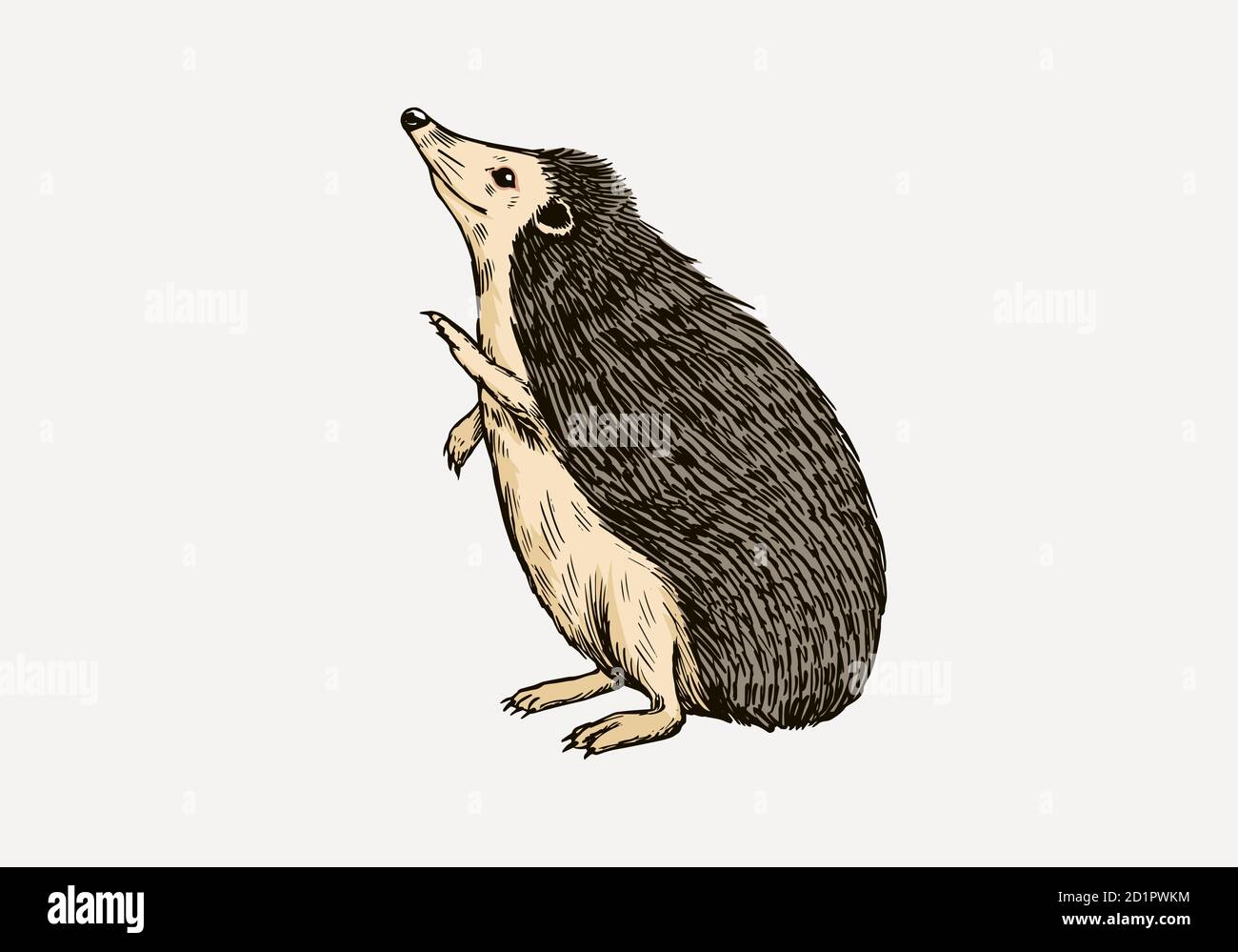 The hedgehog stands on its hind legs. Spiny forest animal. Prickly ...