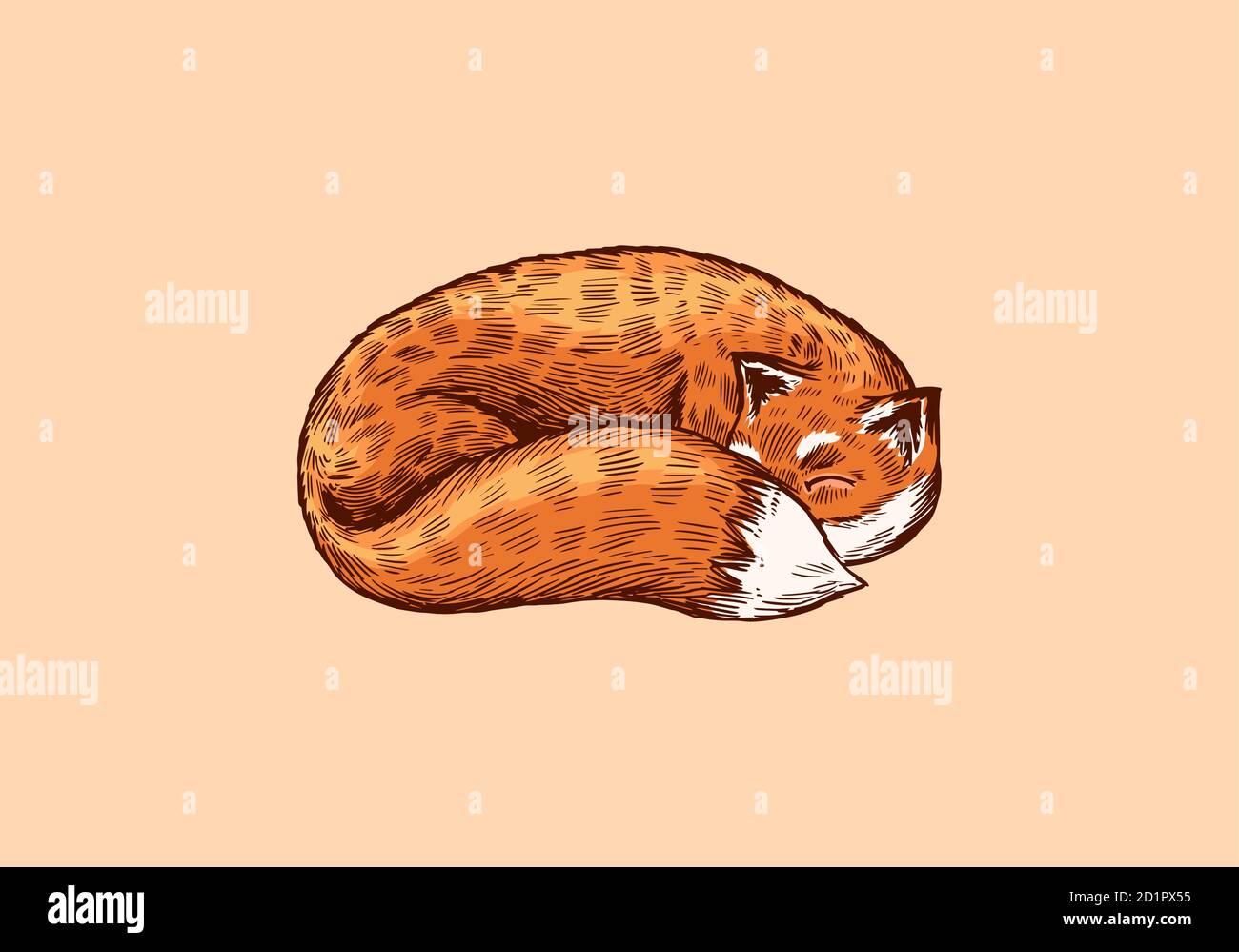 Sleeping Fox Drawing