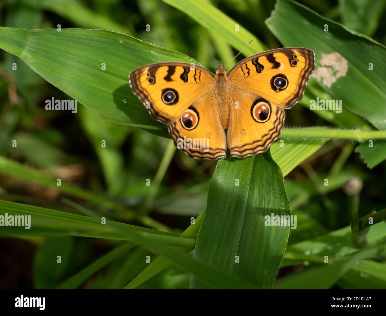 The Peacock Pansy ( Junonia almana ) butterfly on leaf with natural ...