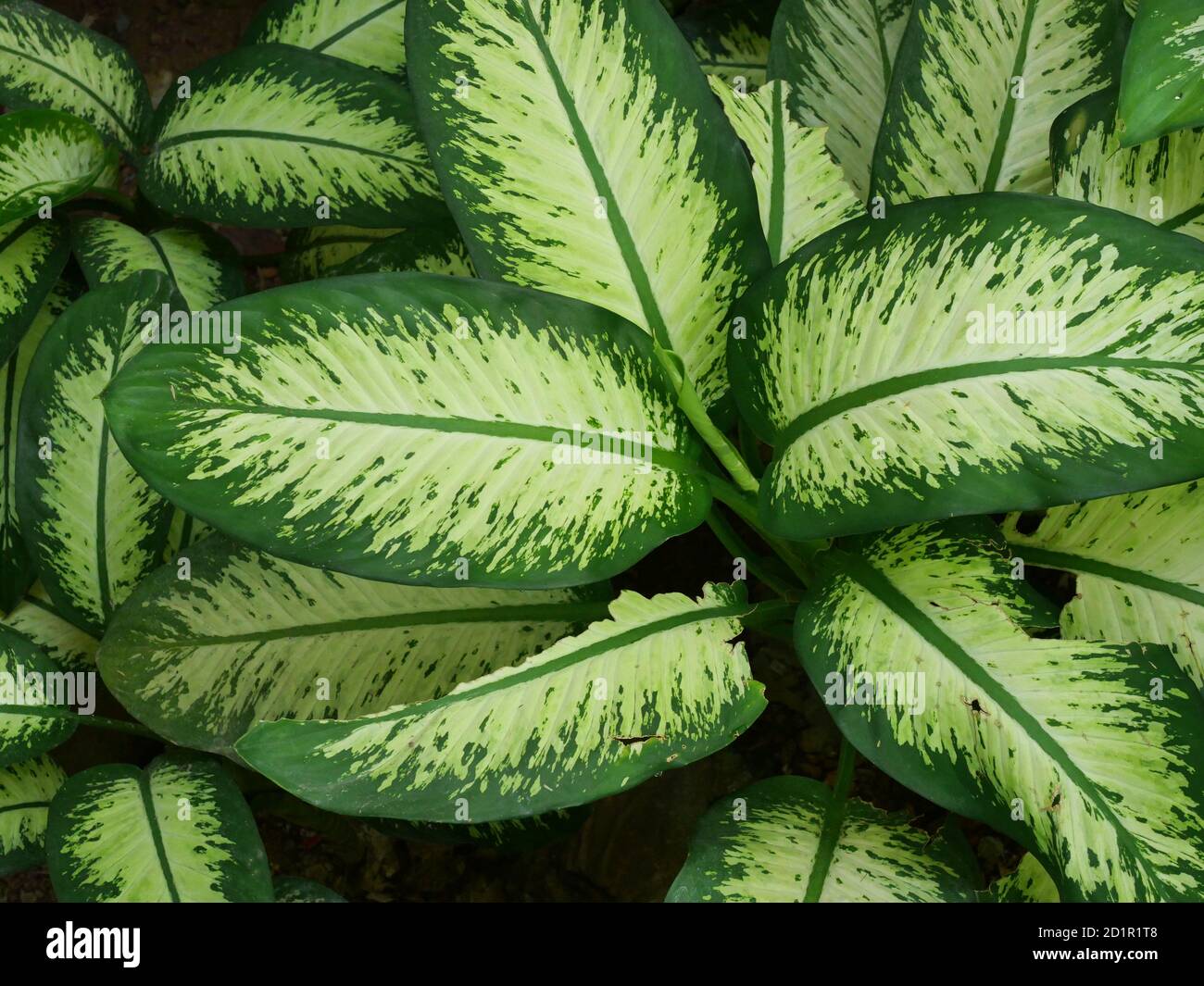 Dumbcane Plant