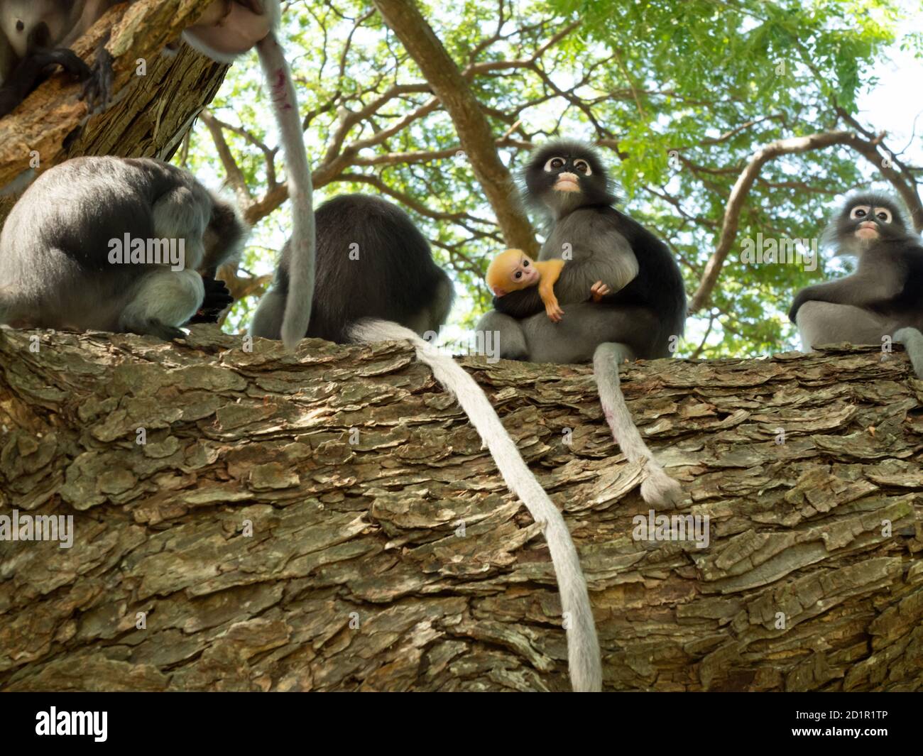 Trachypithecus obscurus eyes hi-res stock photography and images - Alamy