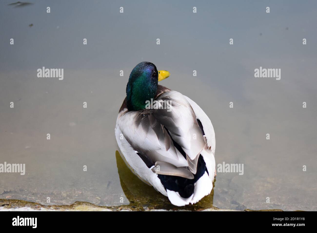 Ducks on the lake Stock Photo - Alamy