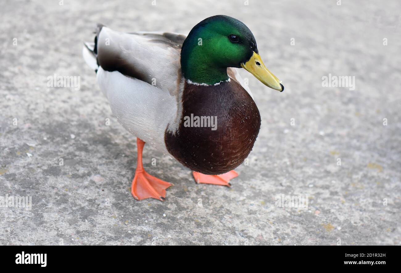 Ducks on the lake Stock Photo - Alamy