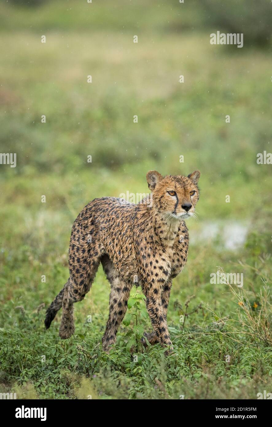 Vertical portrait of a cheetah walking in the rain in green grass in ...