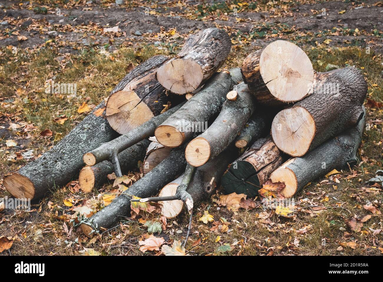 Wooden logs of woods in the park in autumn, stacked in a pile. Freshly ...