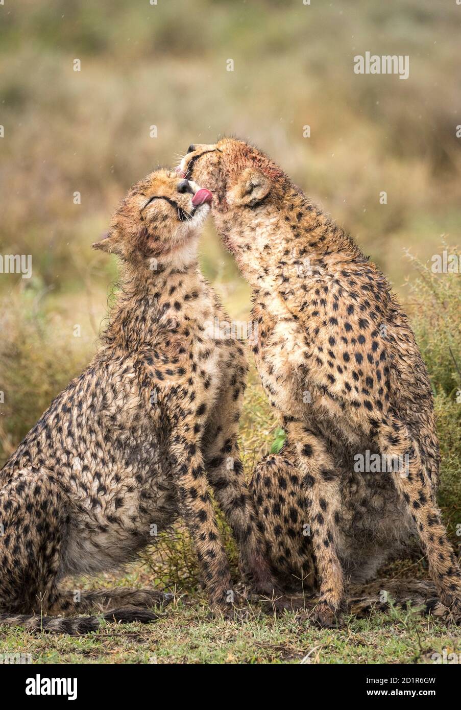 Cheetah tongue hi-res stock photography and images - Alamy