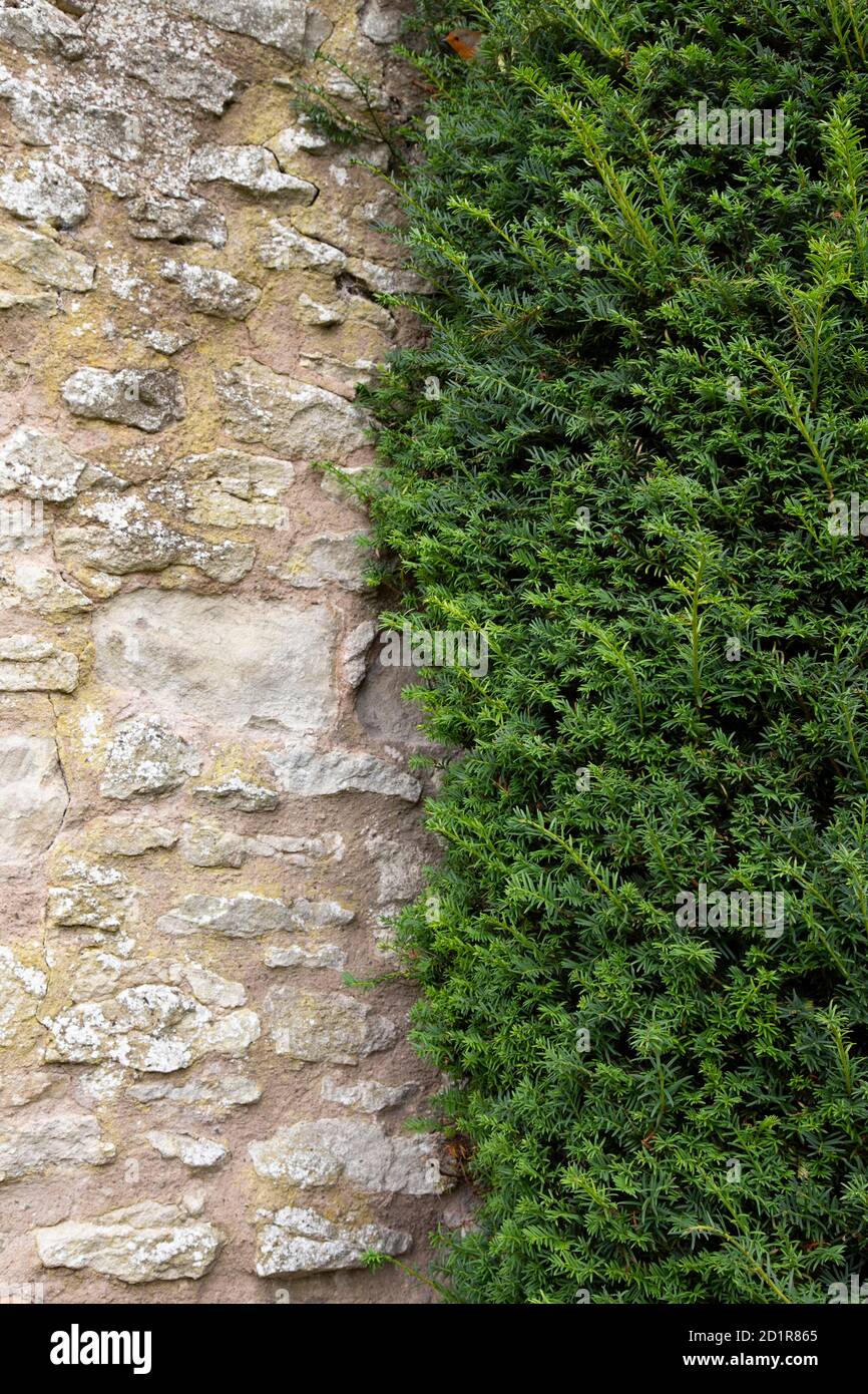 Yew tree growing against an old stone wall Stock Photo - Alamy
