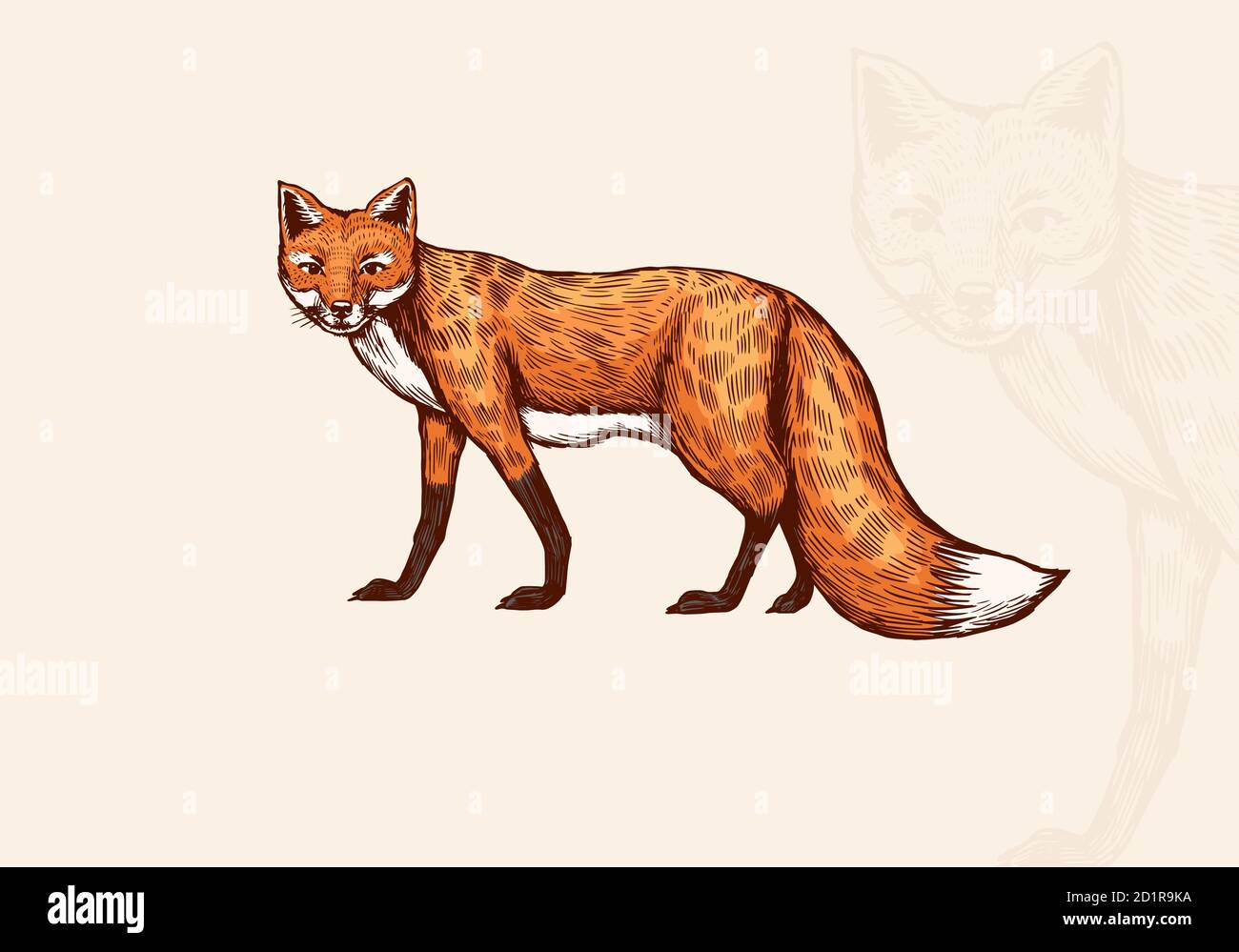 Ginger wolf hi-res stock photography and images - Alamy