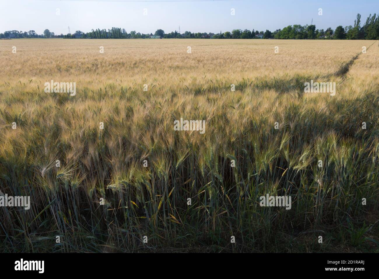 Meadow of Wheat Field in Spring and Blue Sky Stock Photo - Alamy