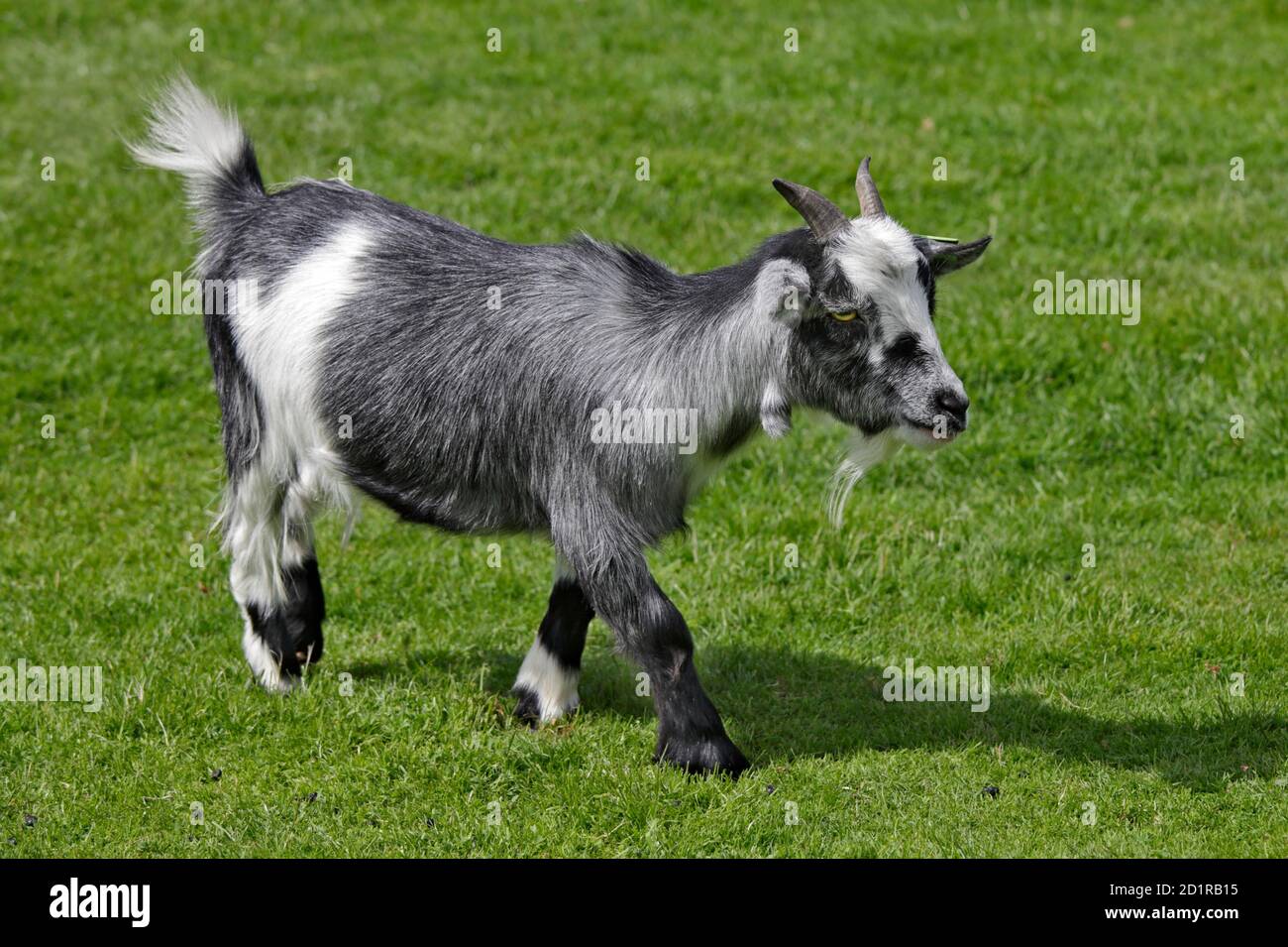 Grey goats hi-res stock photography and images - Alamy