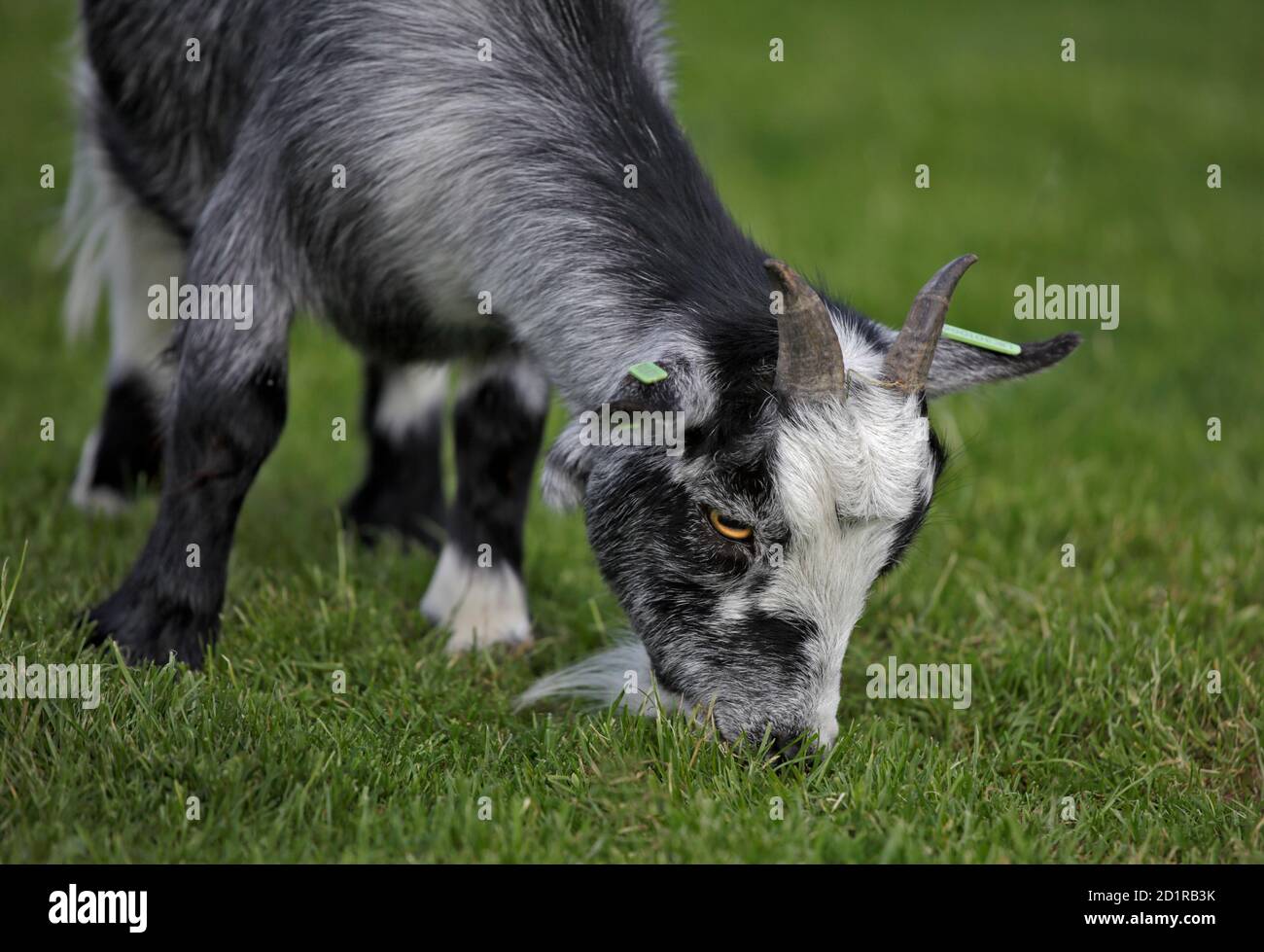 Gray goat hi-res stock photography and images - Alamy