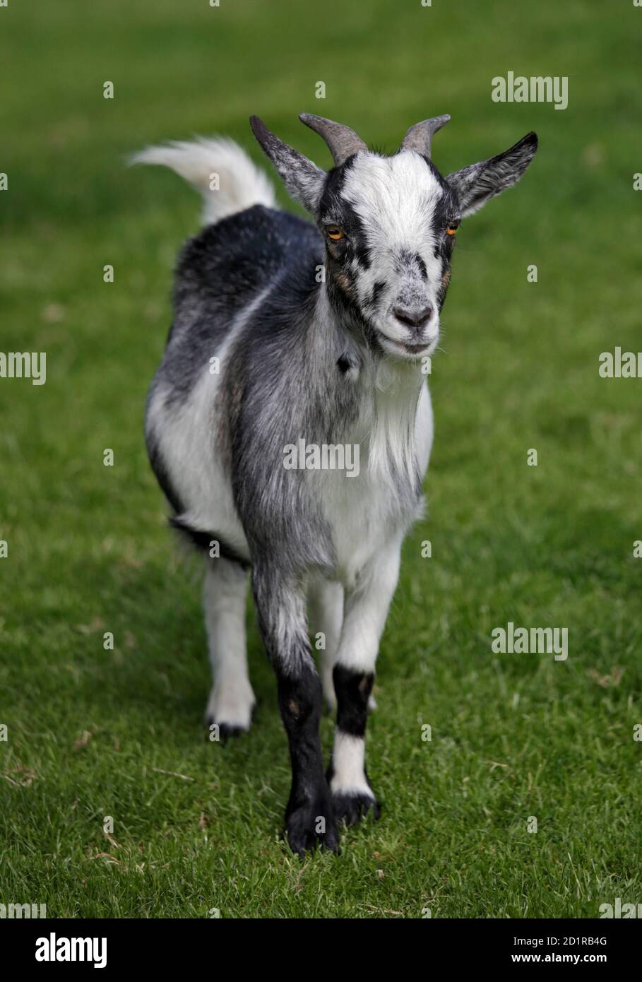 The grey goat hi-res stock photography and images - Alamy