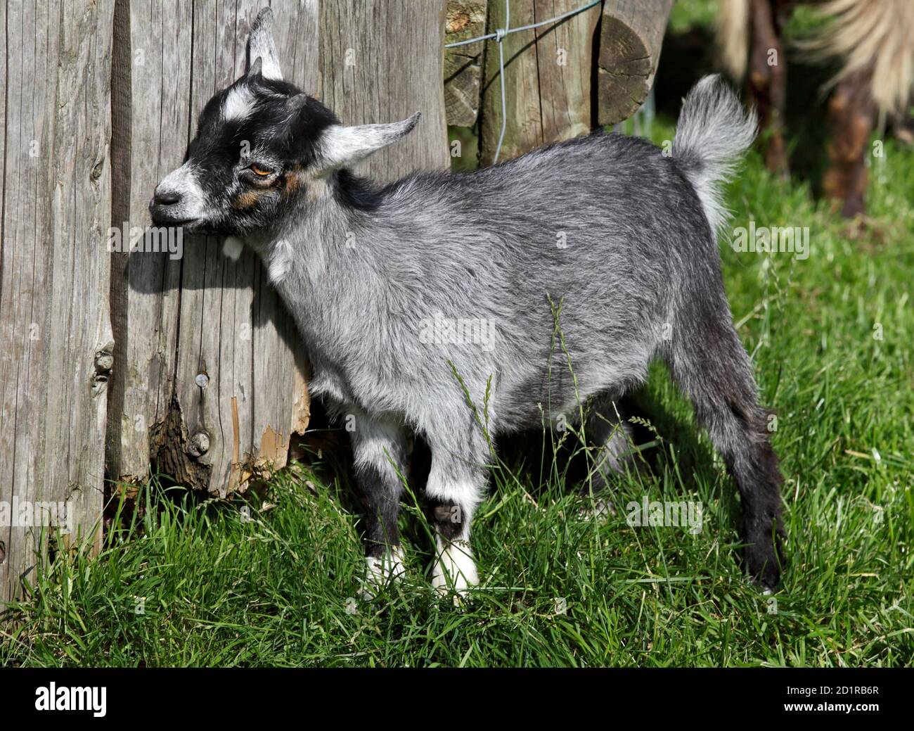 Goat gray hi-res stock photography and images - Alamy