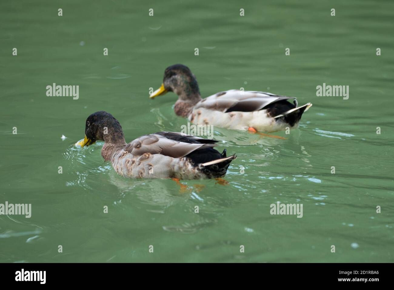 Couple of Common Gray Ducks inside Green Lake Stock Photo - Alamy