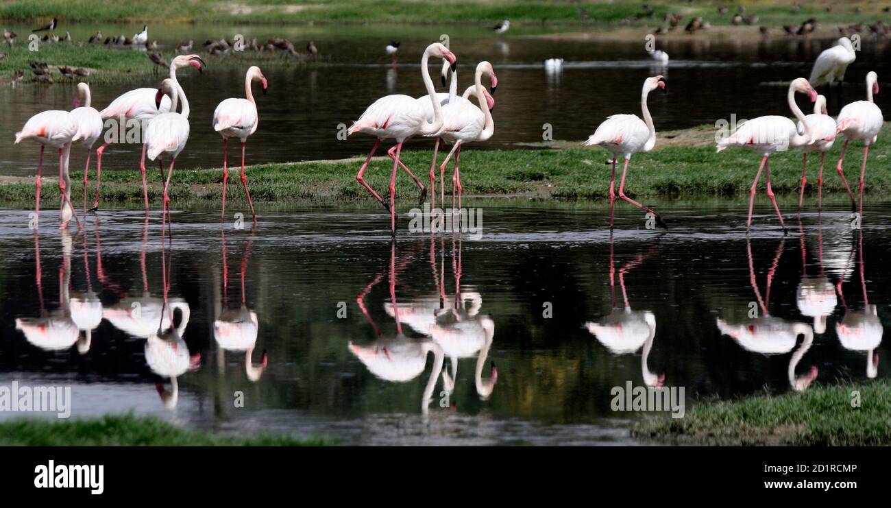 Indian flamingos hi-res stock photography and images - Alamy