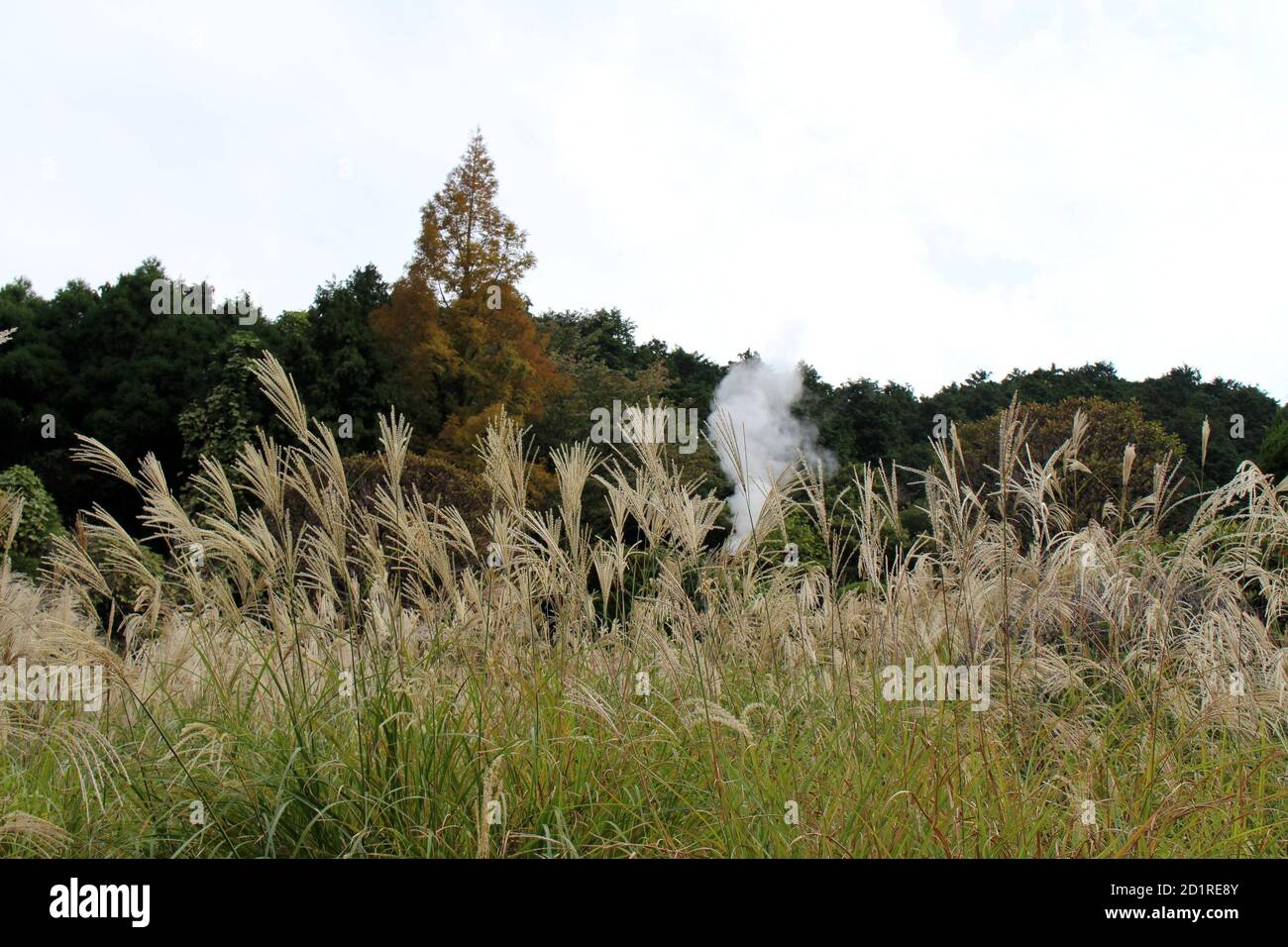 Kunai Grass High Resolution Stock Photography and Images - Alamy