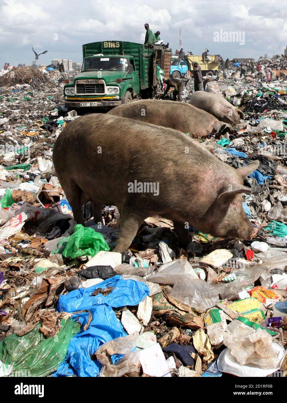 Pigs in garbage hi-res stock photography and images - Alamy
