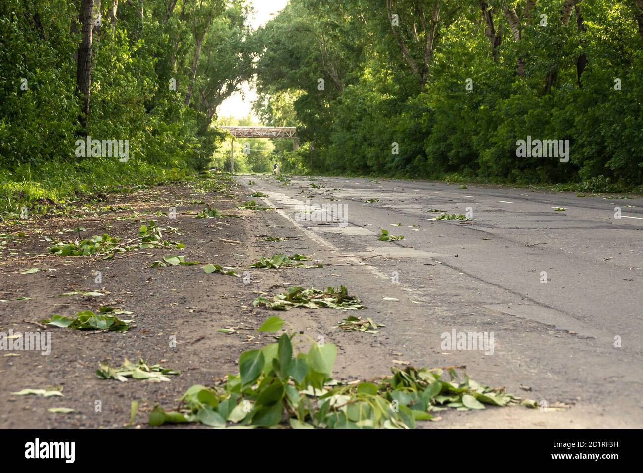 Debris strewn forest hi-res stock photography and images - Alamy