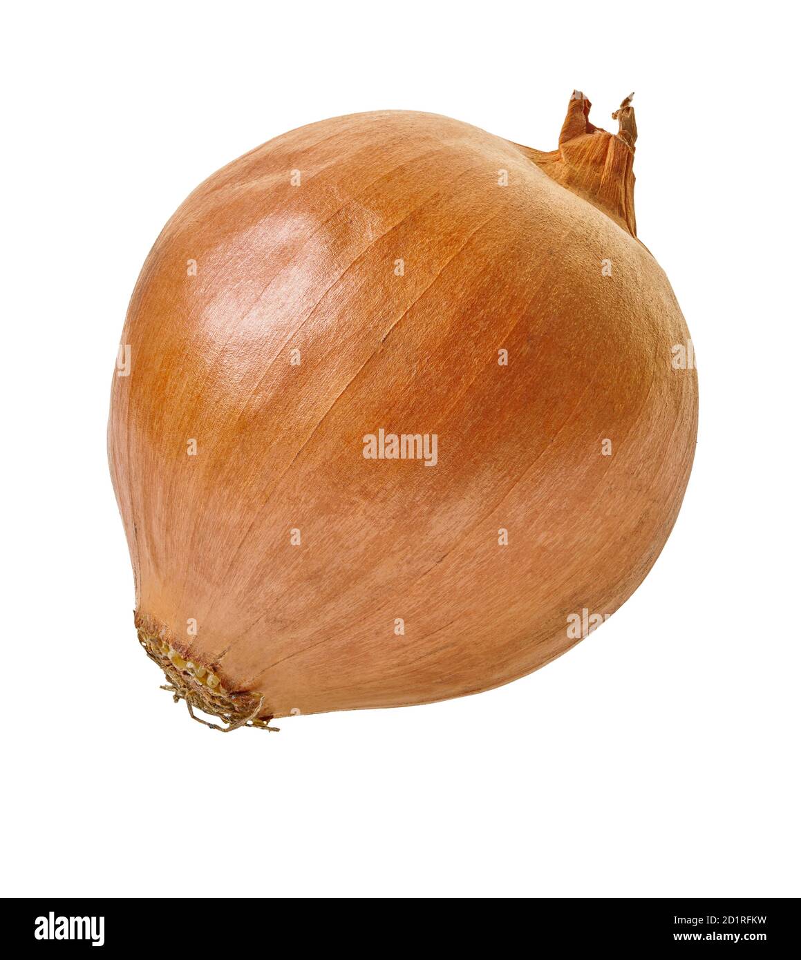 fresh onion vegetable with clipping path on a white isolated background ...