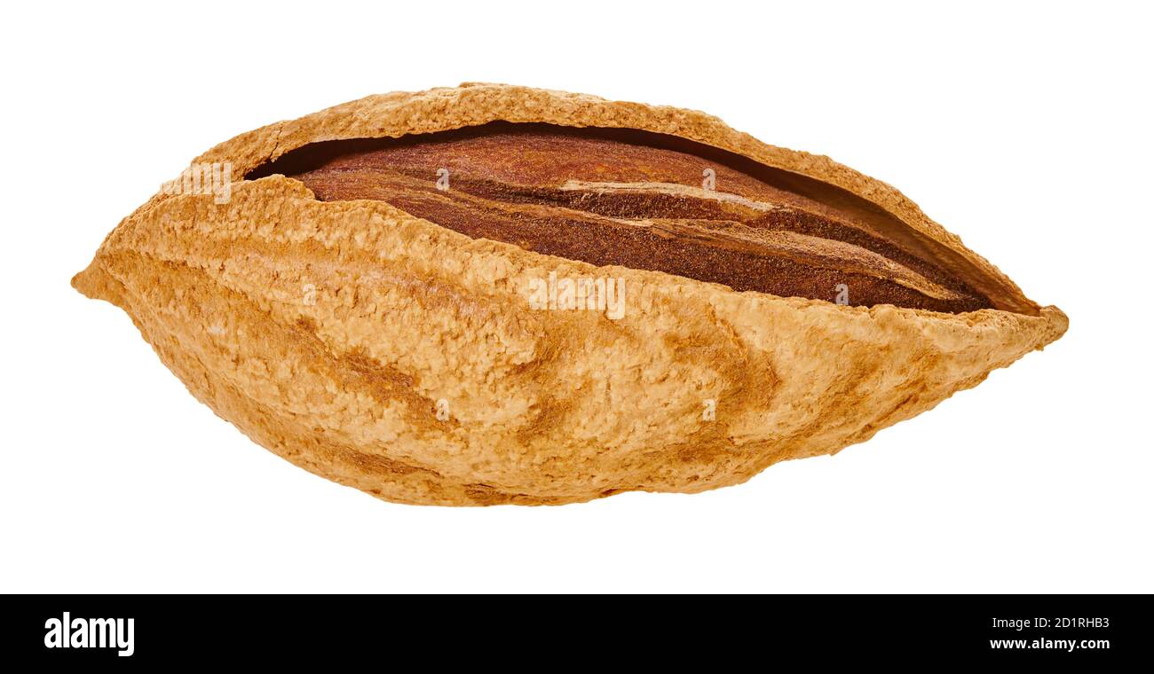 almond shell with clipping path on a white isolated background Stock ...