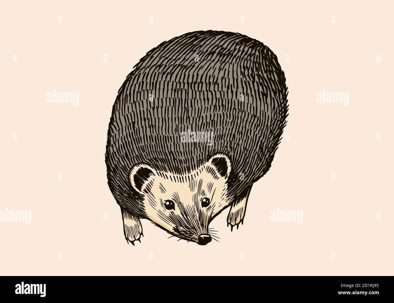 Hedgehog or Spiny forest animal. Prickly creature. Top View. Vector ...
