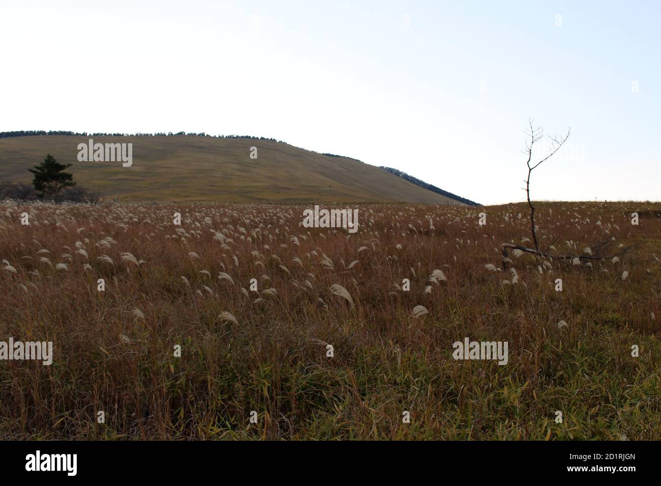 A tree and cogon grass during hiking around Beppu, Oita, Japan. Taken ...