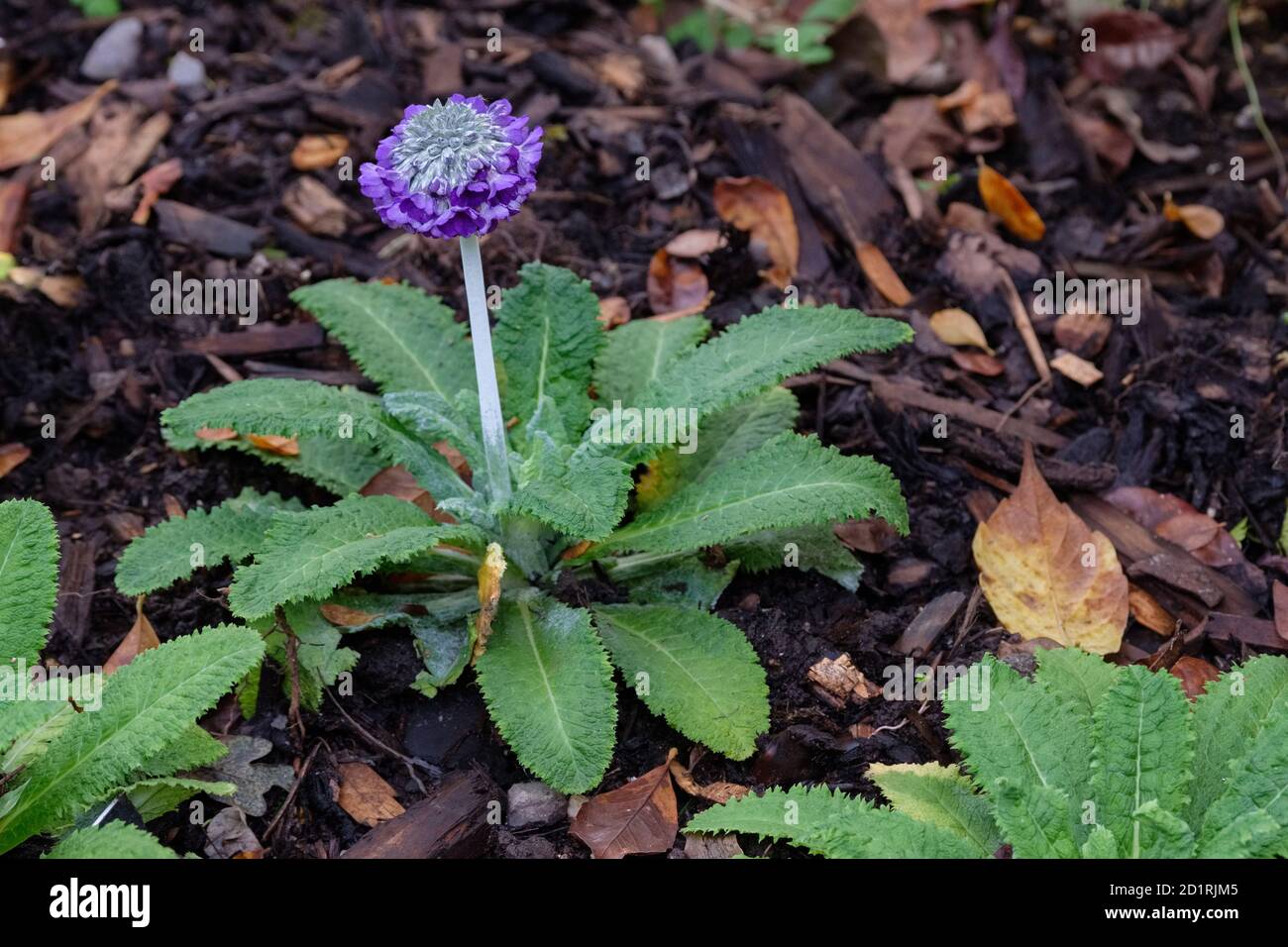 Primula capitata. Round-Headed Himalayan Primrose. Asiatic primrose ...