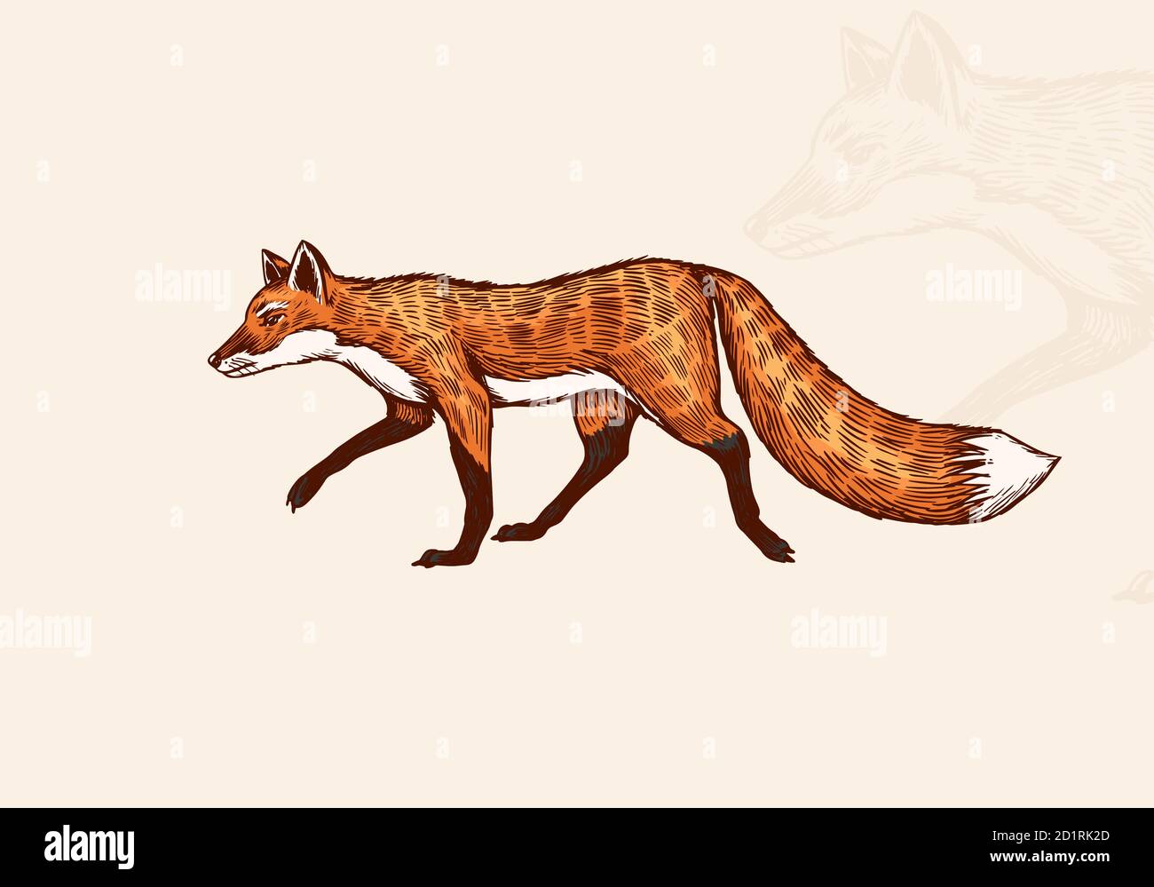 Fox with a fluffy tail. Forest animal or ginger beast. Vector Engraved ...