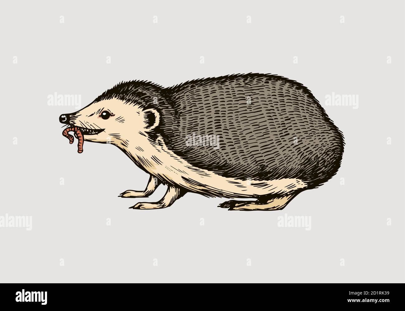 Hedgehog or Spiny forest animal with a worm. Prickly creature. Side ...