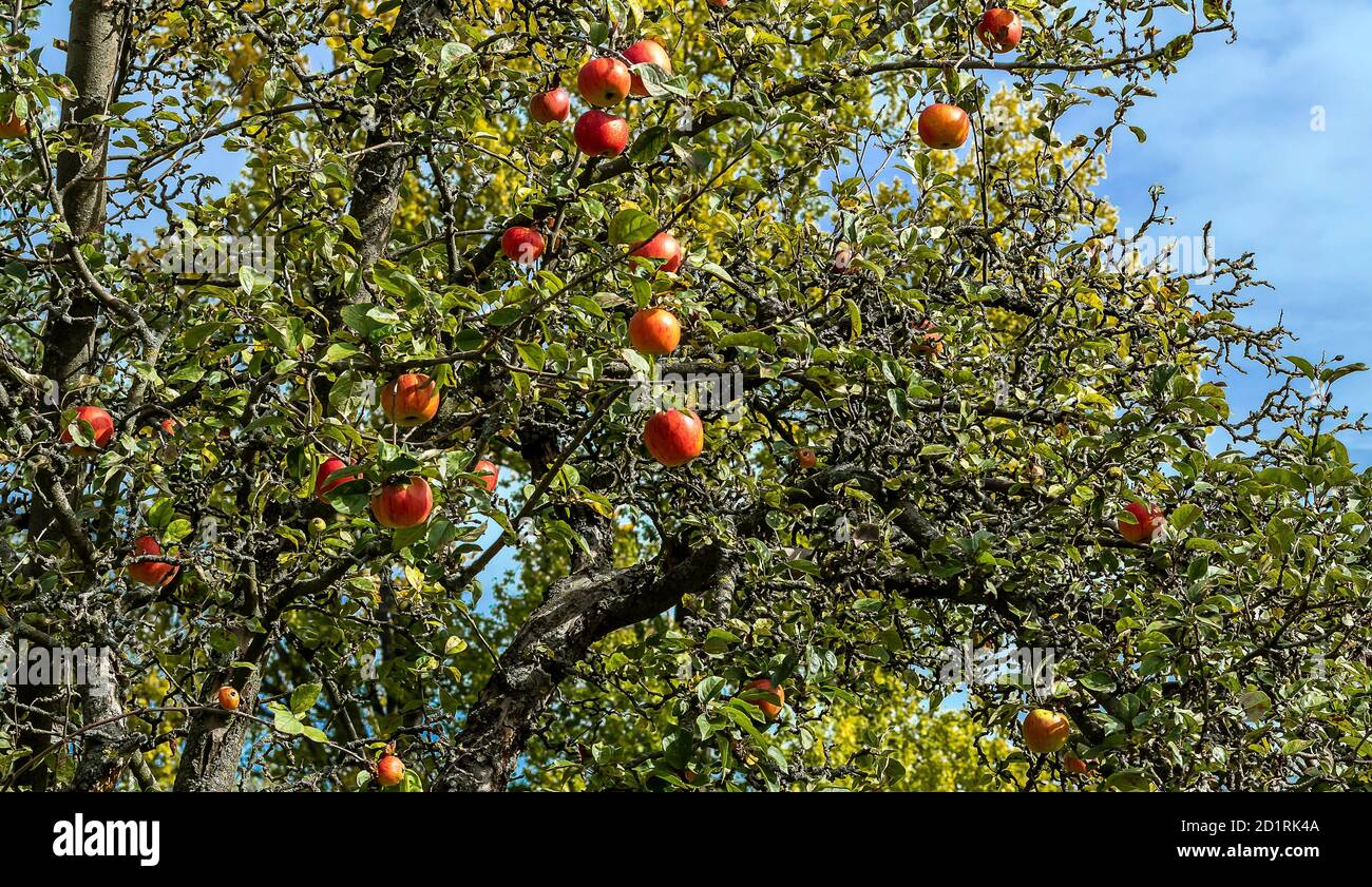 Harvest time. Apple trees Stock Photo - Alamy