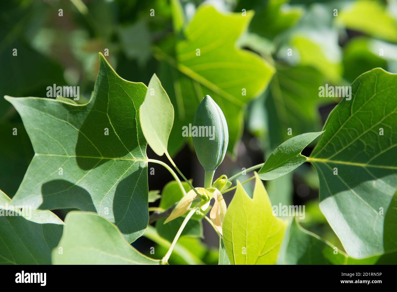 Poplar tree buds hi-res stock photography and images - Alamy