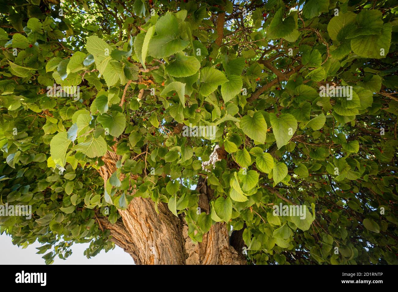 árbol del siglo hi-res stock photography and images - Alamy