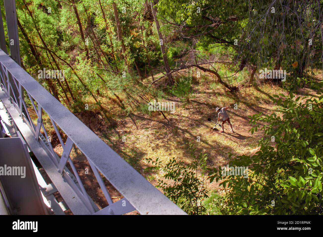 Prospector man uses a metal detector and shovel to look for lost gold ...