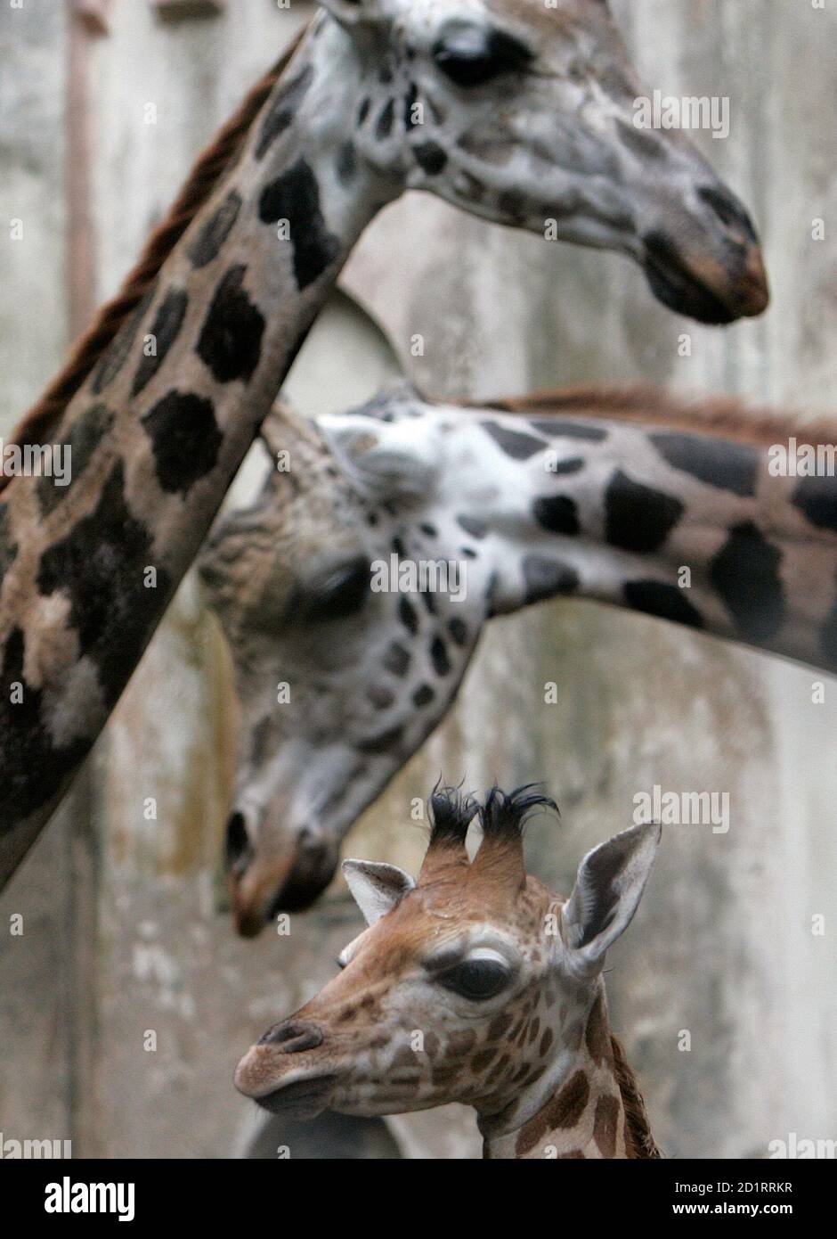 Giraffes zoological garden hi-res stock photography and images - Alamy