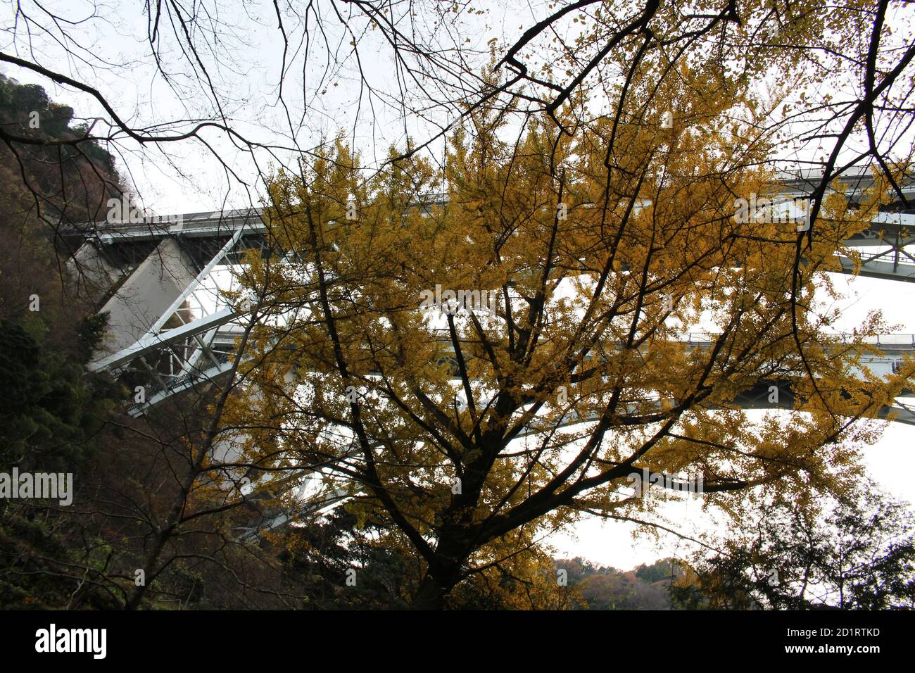 Yellow tree with bridge as background, during spring season in Japan ...