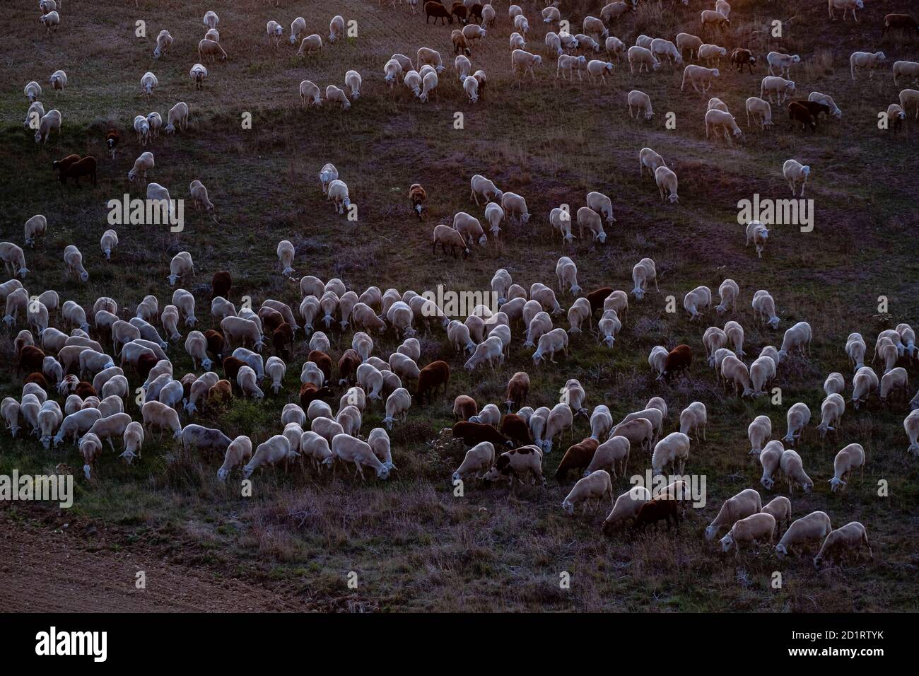 Oveja domestica hi-res stock photography and images - Alamy